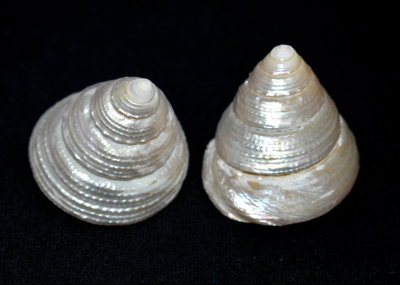 "Moti Shankh (Pearl Conch) – Sacred Mudra Shankh For Prosperity & Ritu ...